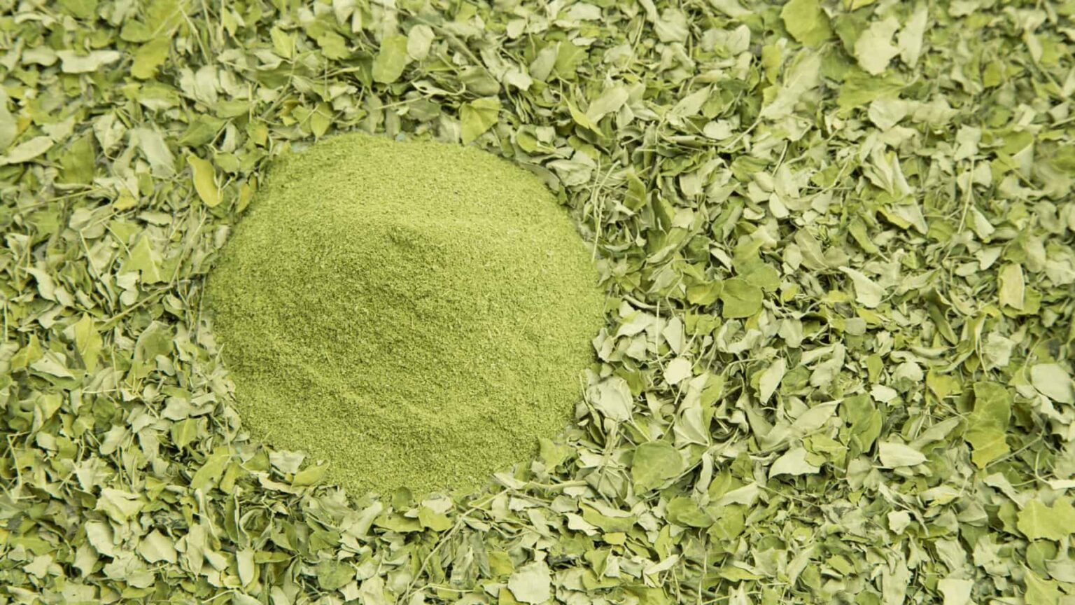 Moringa 101 [Why Everyone Needs a Miracle Tree and How to Grow It ...