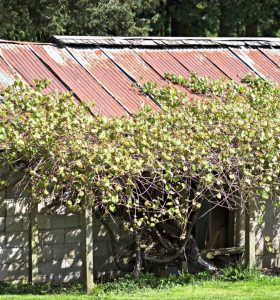 15 Sturdy Grape Vine Trellis Design Ideas for Your Backyard Arbor ...