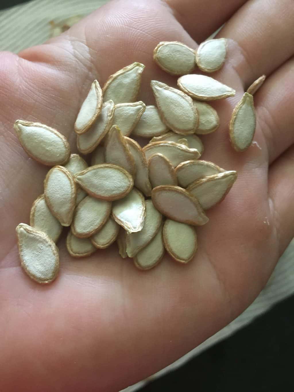 How to Save Pumpkin Seeds for Planting [From Store Bought or Homegrown!]