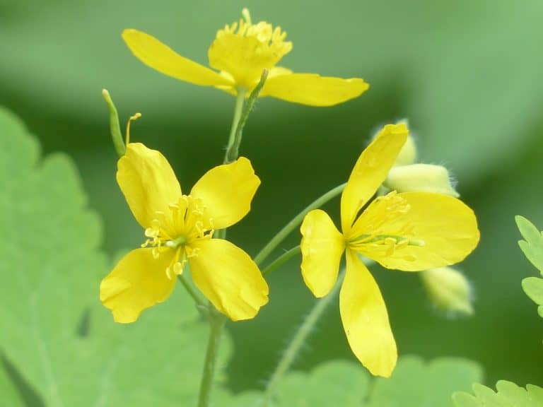 Yellow Flowering Herbs - 13 Most Beautiful Herbs With Yellow Flowers ...