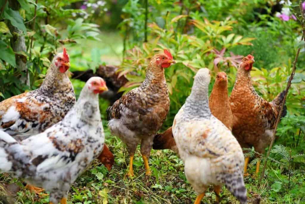 13 Chicken Roost Ideas for Chickens Roosting in Style! - Outdoor Happens