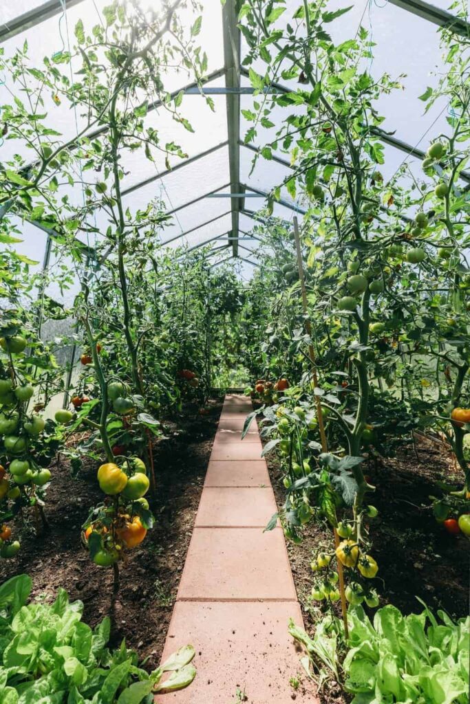 How Long Does It Take for Tomatoes to Grow? Tomato Growing and ...