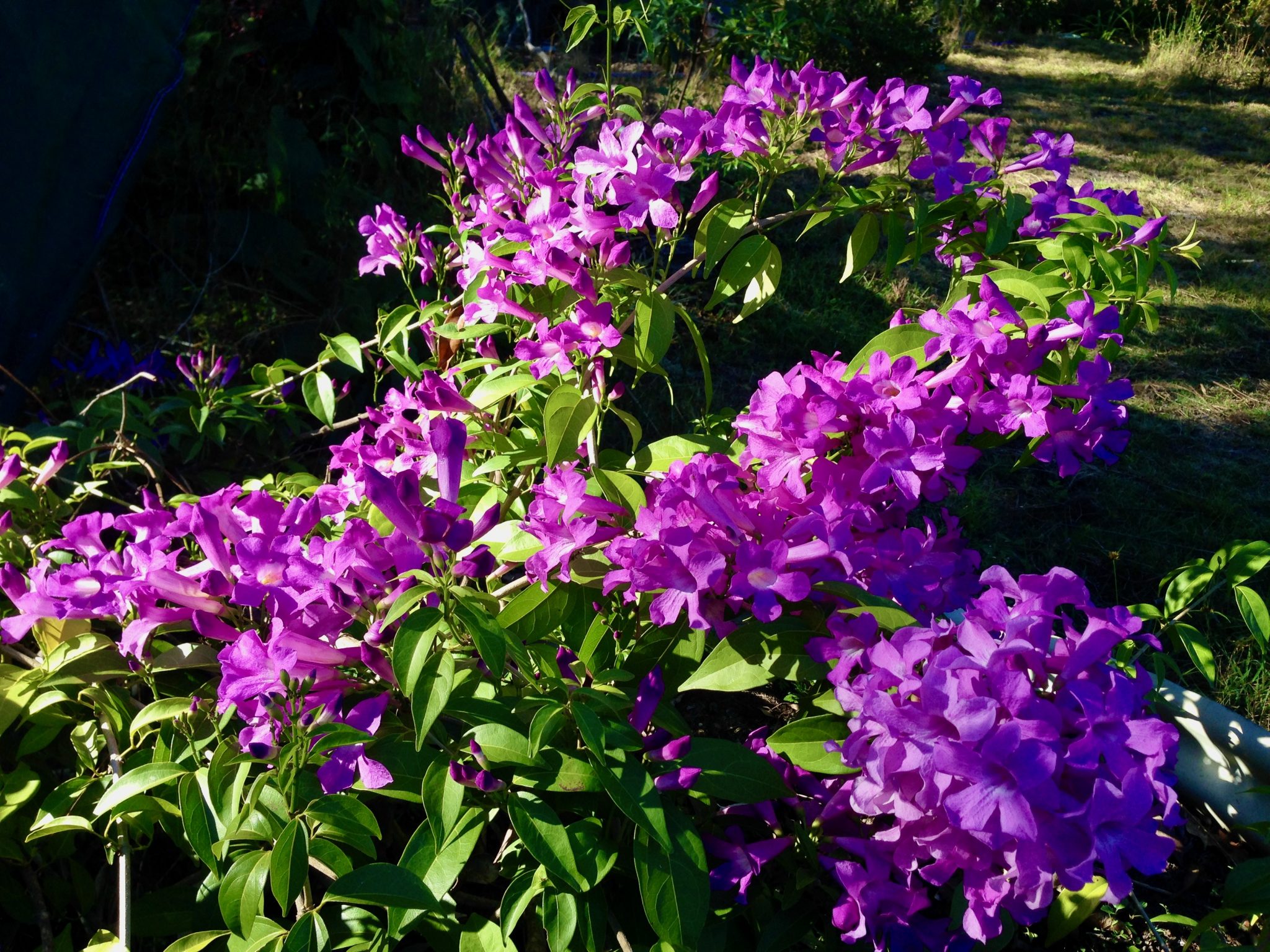 How to Grow the Garlic Vine (Mansoa alliacea) - Outdoor Happens