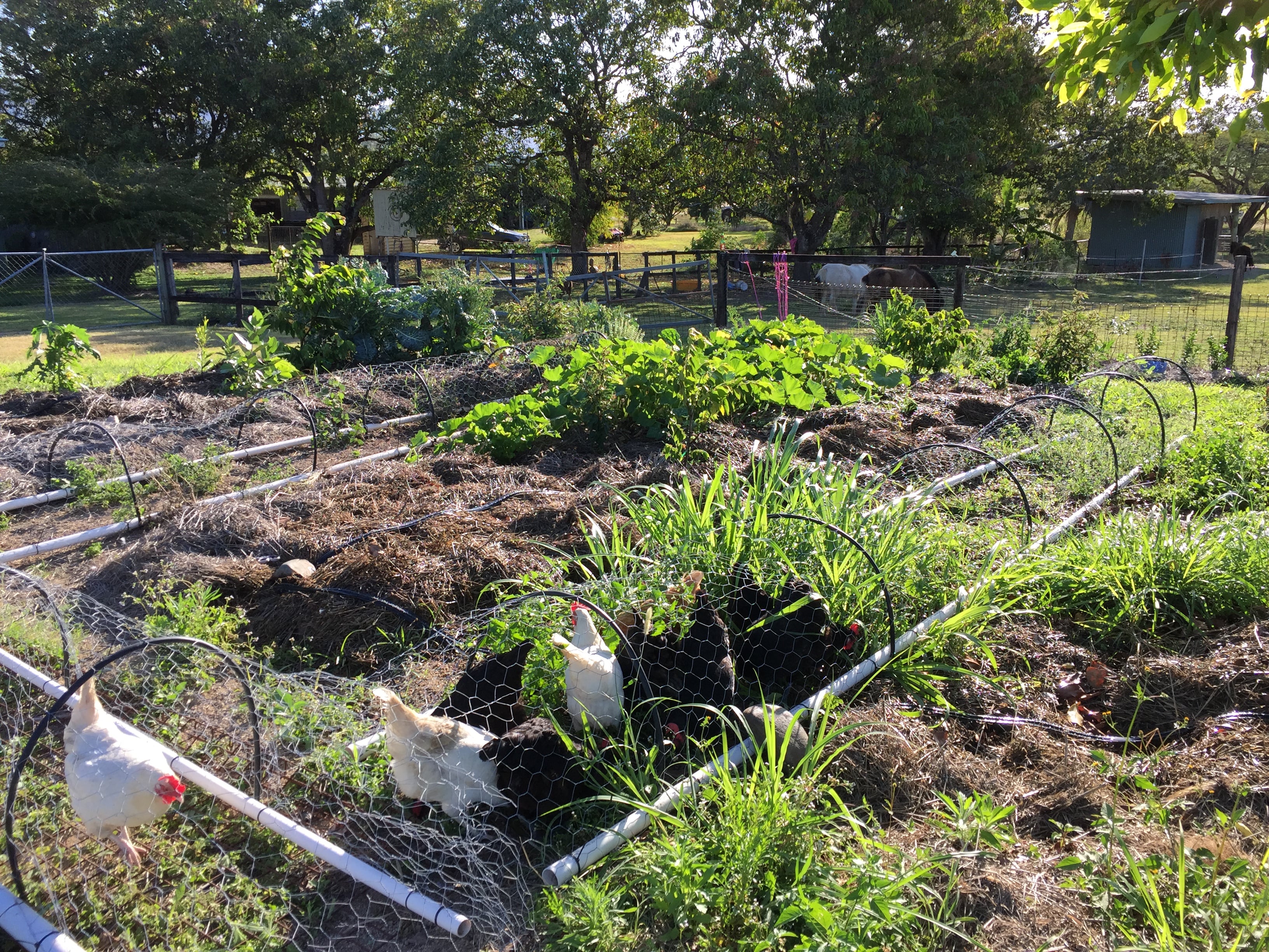 The Herbaceous Layer and Edible Ground Covers In a Permaculture Food ...