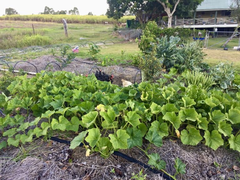 Polyculture Farming - What Is It and Why Is It Better Than Monoculture ...