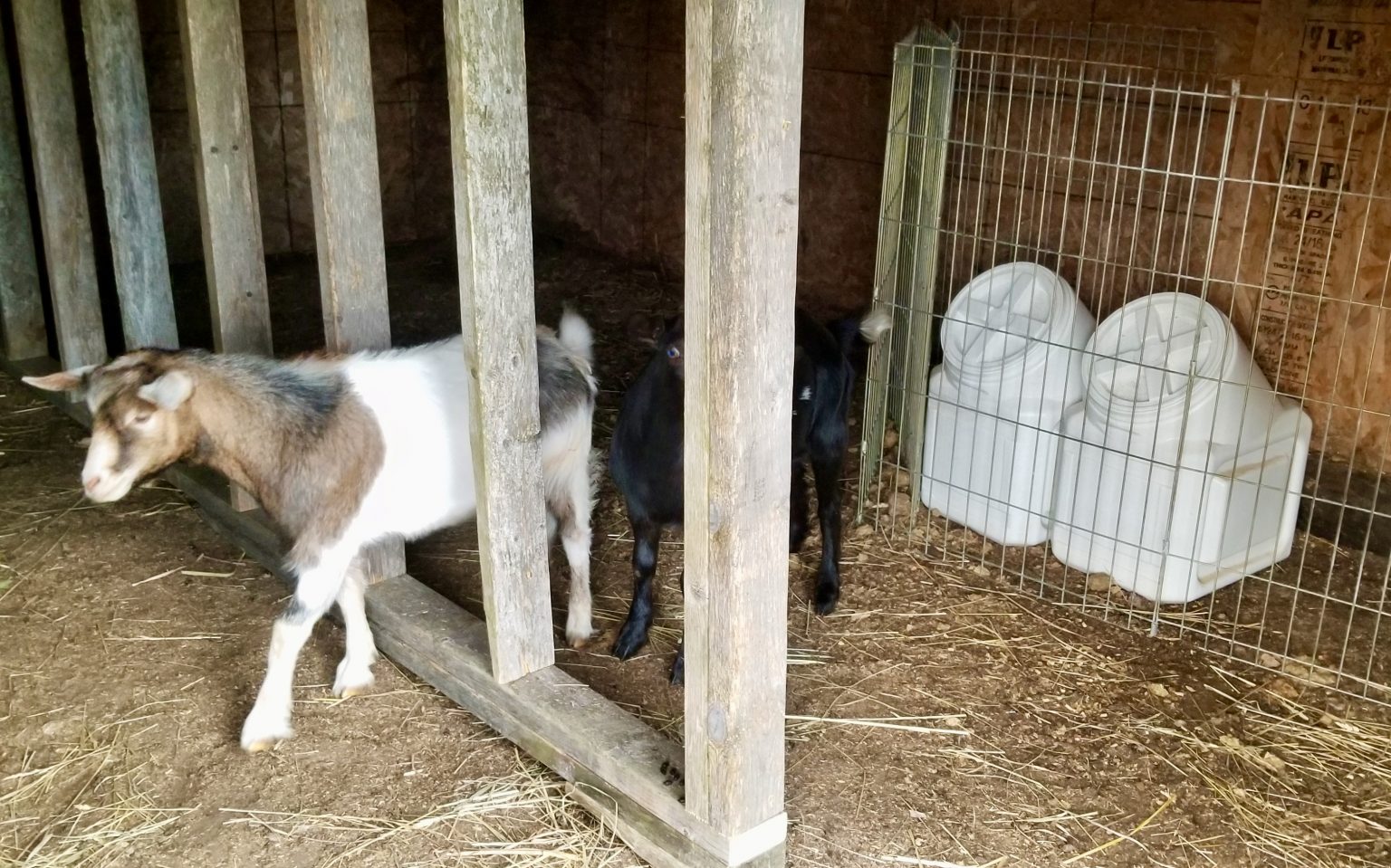 How I Turned an Old Barn into a Chicken and Goat Palace for $200 ...