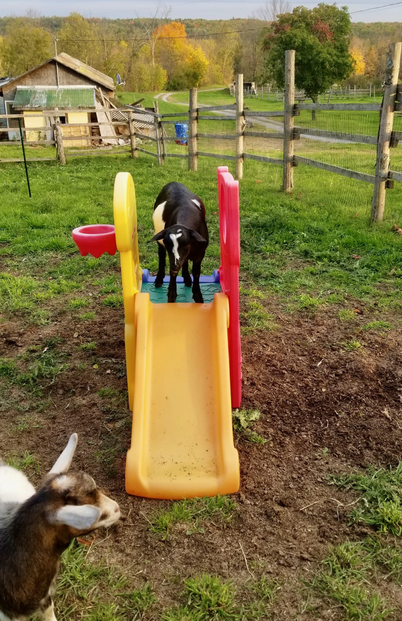 How I Turned an Old Shed Into a Goat and Chicken Barn for $200