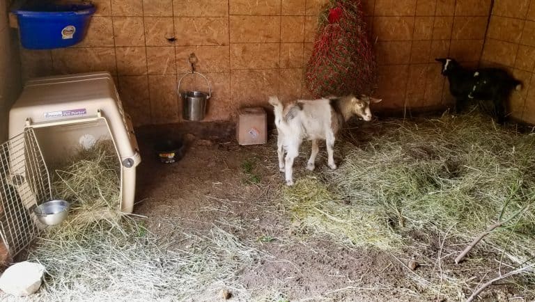 How I Turned an Old Shed Into a Goat and Chicken Barn for $200
