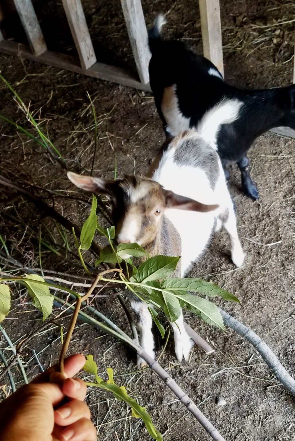 How I Turned an Old Shed Into a Goat and Chicken Barn for $200