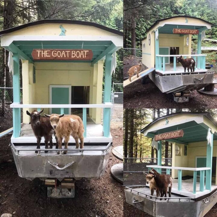 19 Portable Goat Shelter Ideas to DIY or Buy [for Small Farms With Big ...