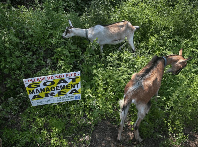 17 Fun Facts You Didn’t Know About Goats [Can Goats Swim or Climb Trees ...