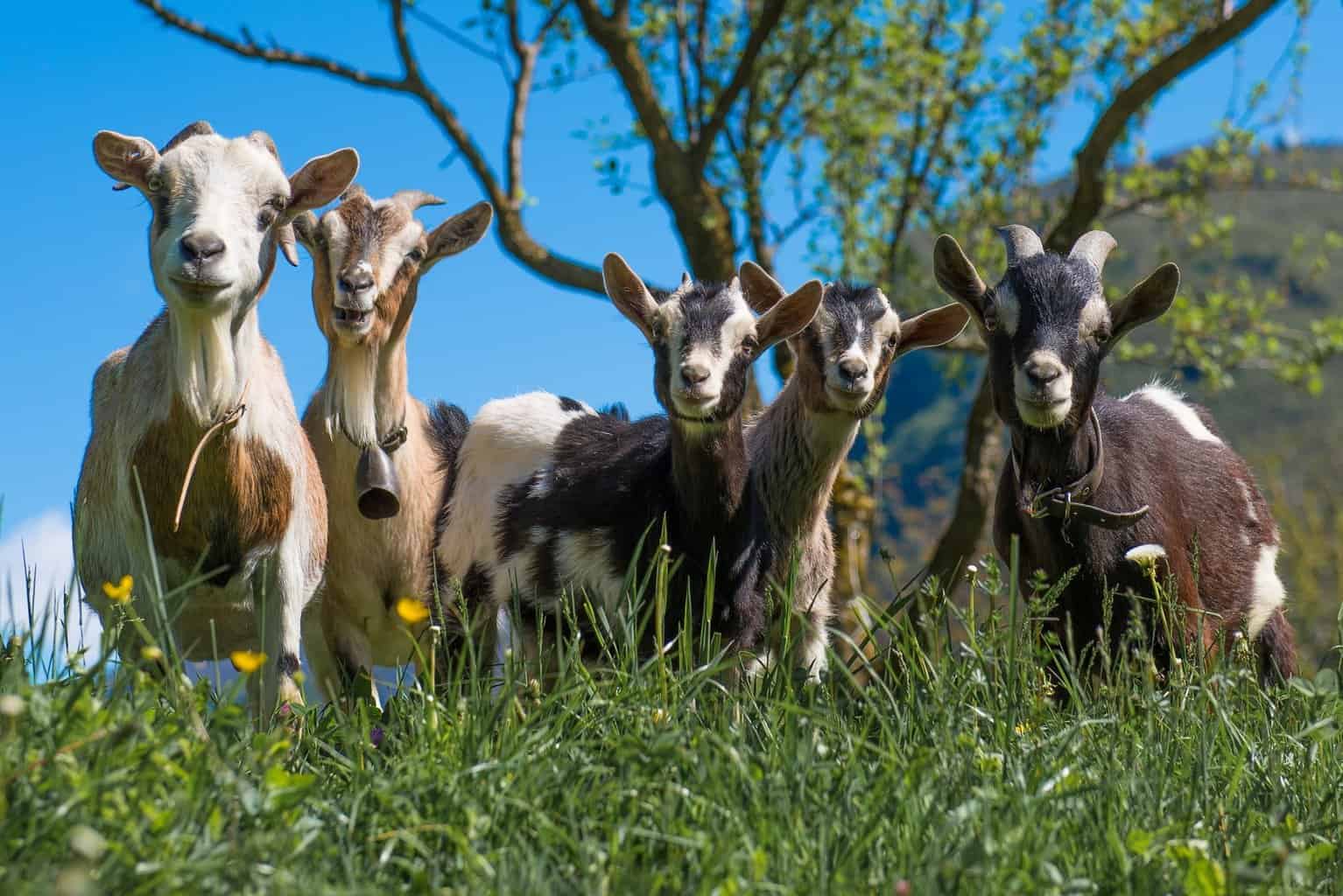 17 Fun Facts You Didn’t Know About Goats [Can Goats Swim or Climb Trees ...