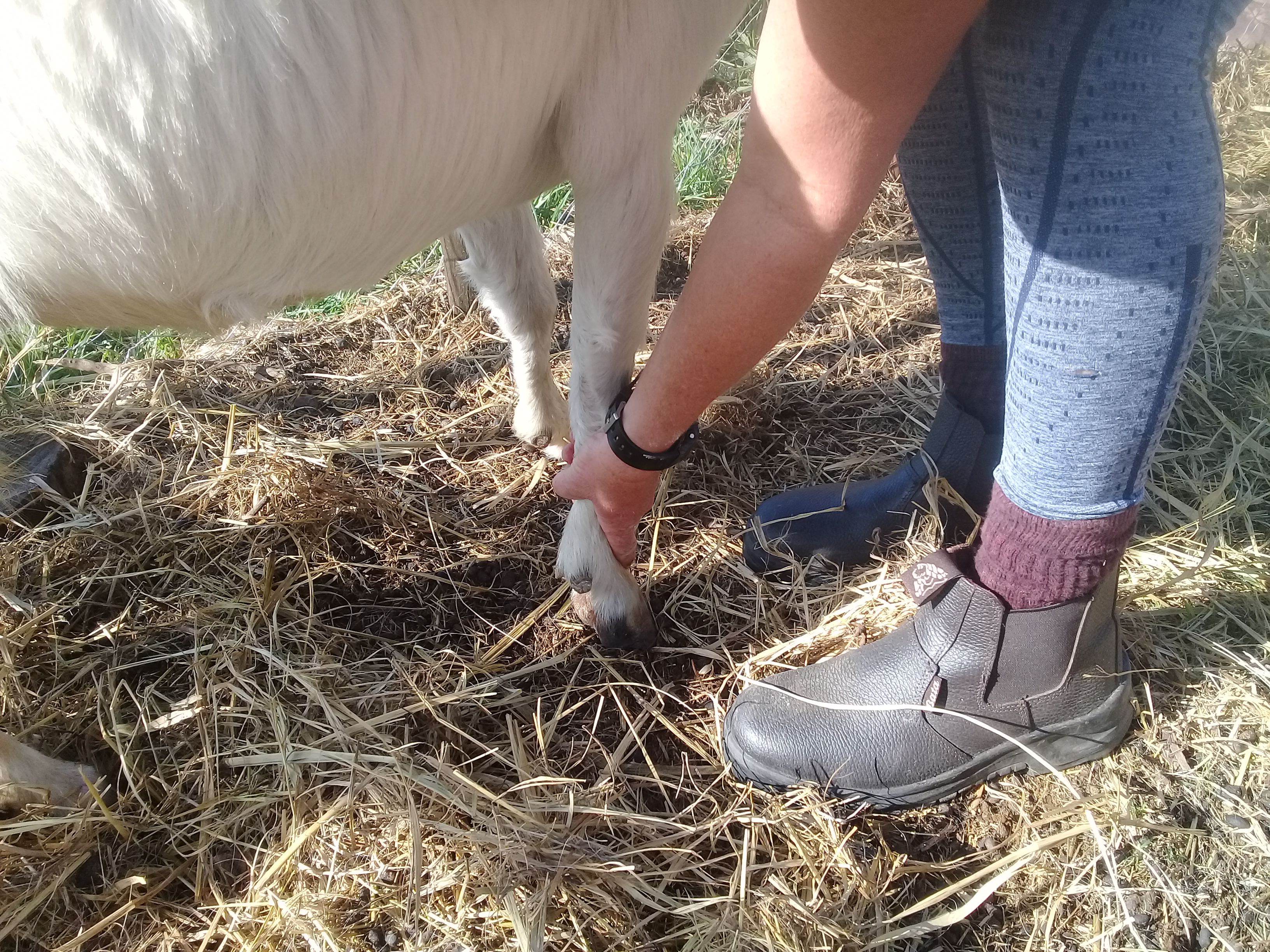 How to Trim Goat Hooves In 8 Simple Steps [Photo Tutorial] - Outdoor ...