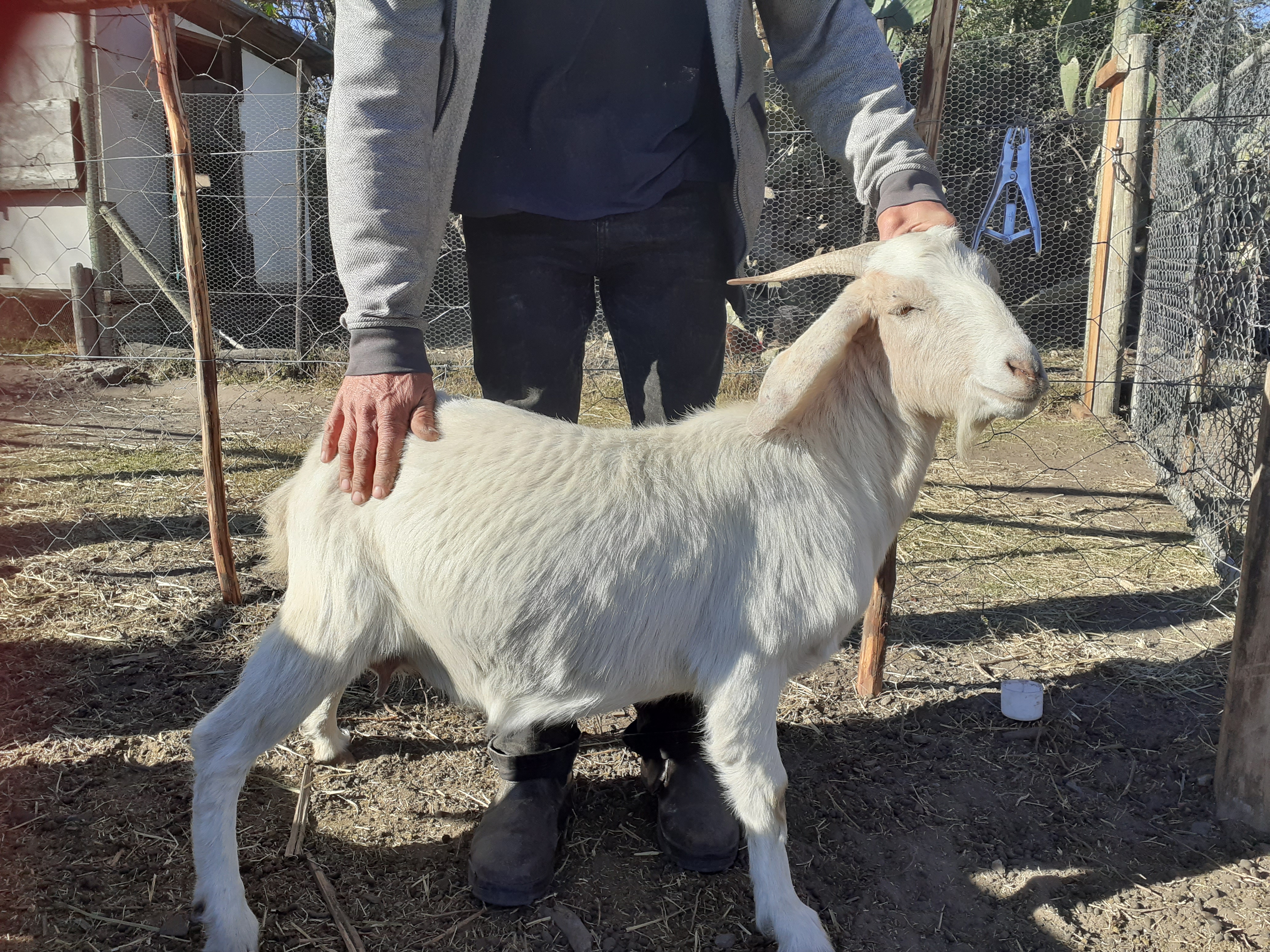 How to Trim Goat Hooves In 8 Simple Steps [Photo Tutorial] - Outdoor ...
