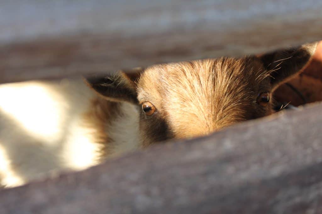 What Is A Wether Goat And 10 Reasons Why You ll Want One Outdoor What Is A Wether Goat And 10 Reasons Why You ll Want One Outdoor