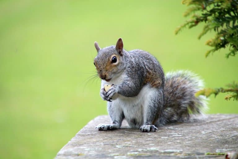 What to Feed Squirrels In Backyard [Food Guide + How to Attract ...