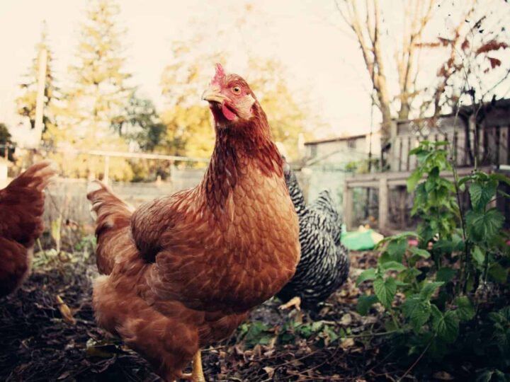 The 7 Best Chickens for Beginners [Easy to Raise and Great Layers ...