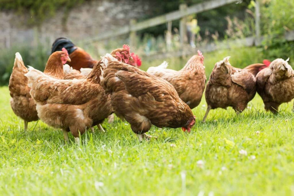 The Ultimate Guide to Bantam Chickens vs. Regular Chickens. Size, Eggs ...