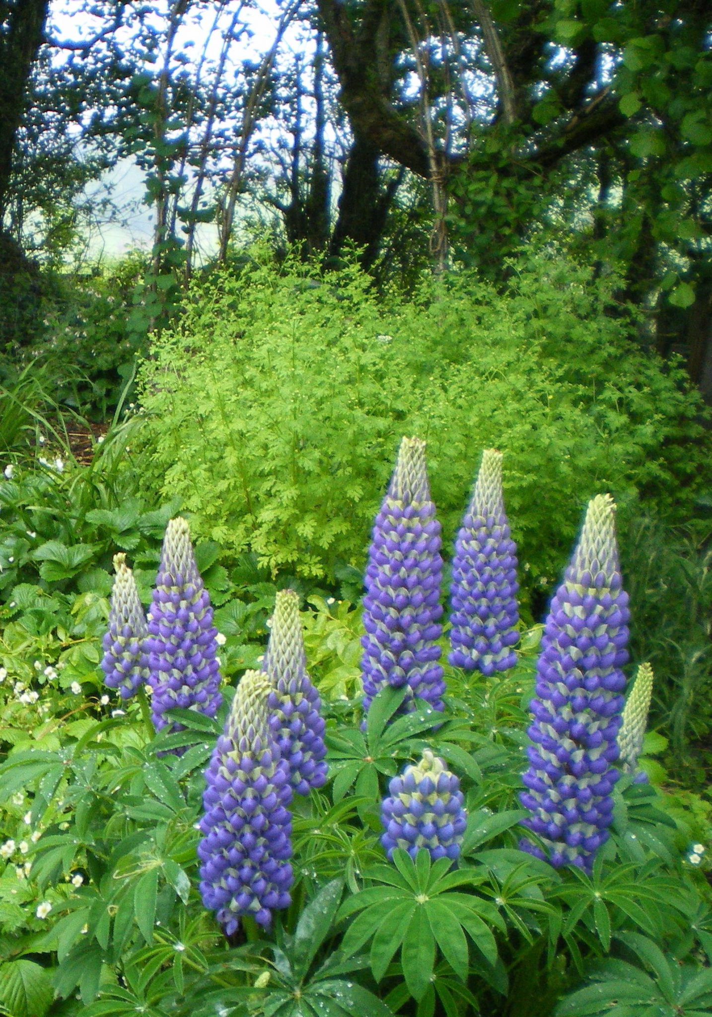 The Herbaceous Layer and Edible Ground Covers In a Permaculture Food ...