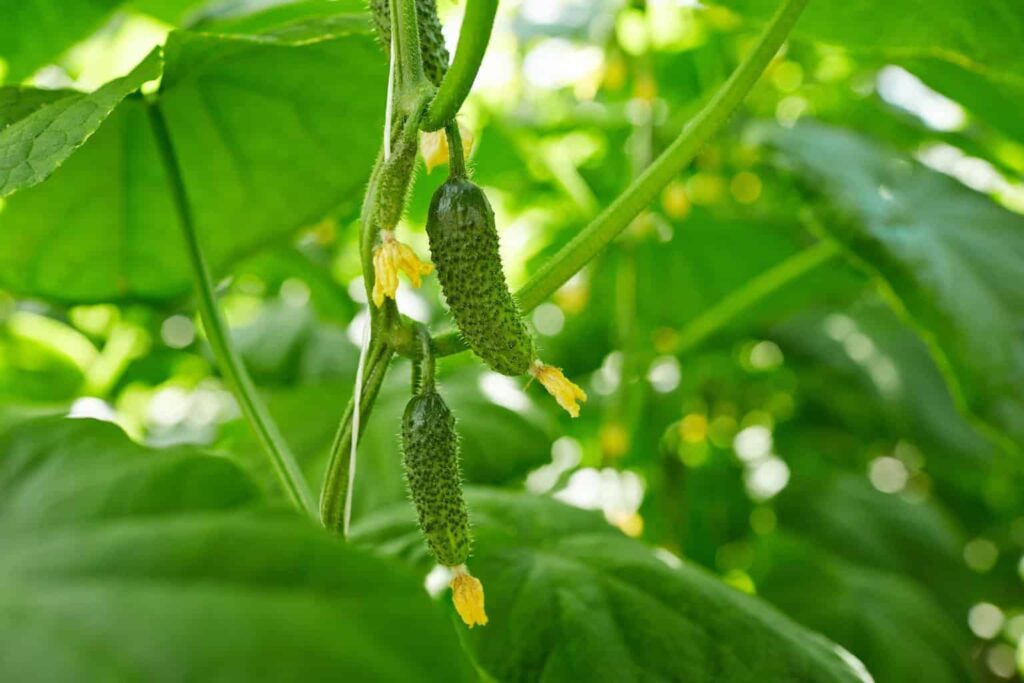 Why Your Cucumber Leaves Are Turning Yellow and How to Fix Them ...