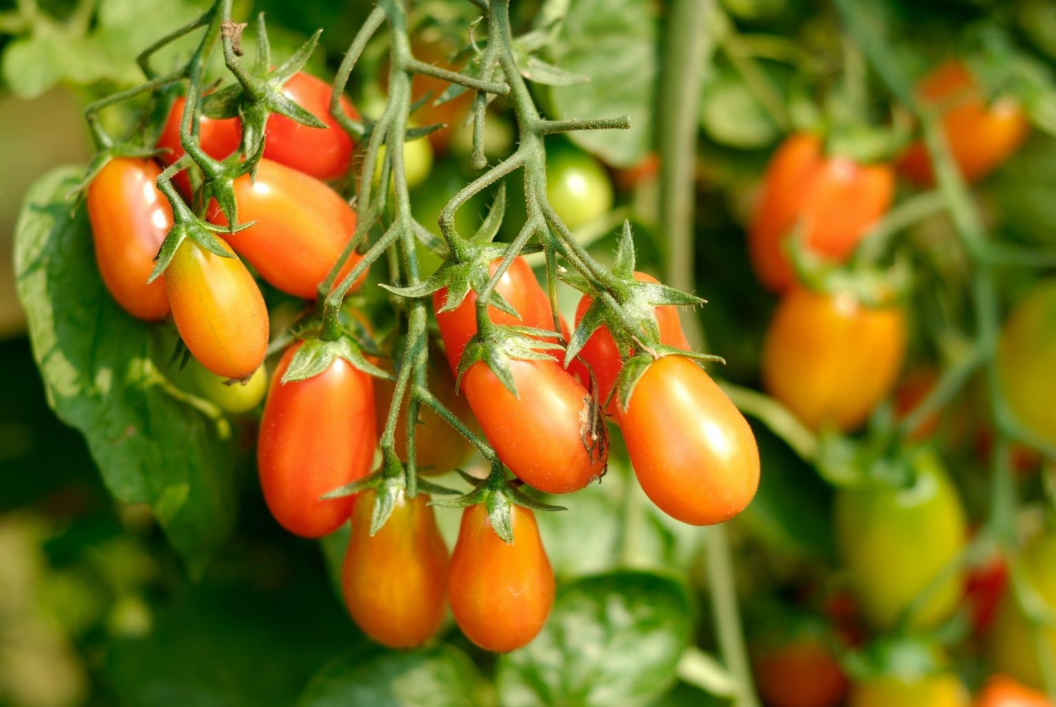 Aphids On Tomato Plants Complete Guide To Natural Aphid Prevention aphids-on-tomato-plants-complete-guide-to-natural-aphid-prevention