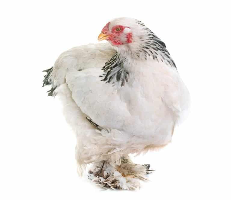 8 Best Breeds of Chickens With Feathered Feet [+ Photos!] - Outdoor ...