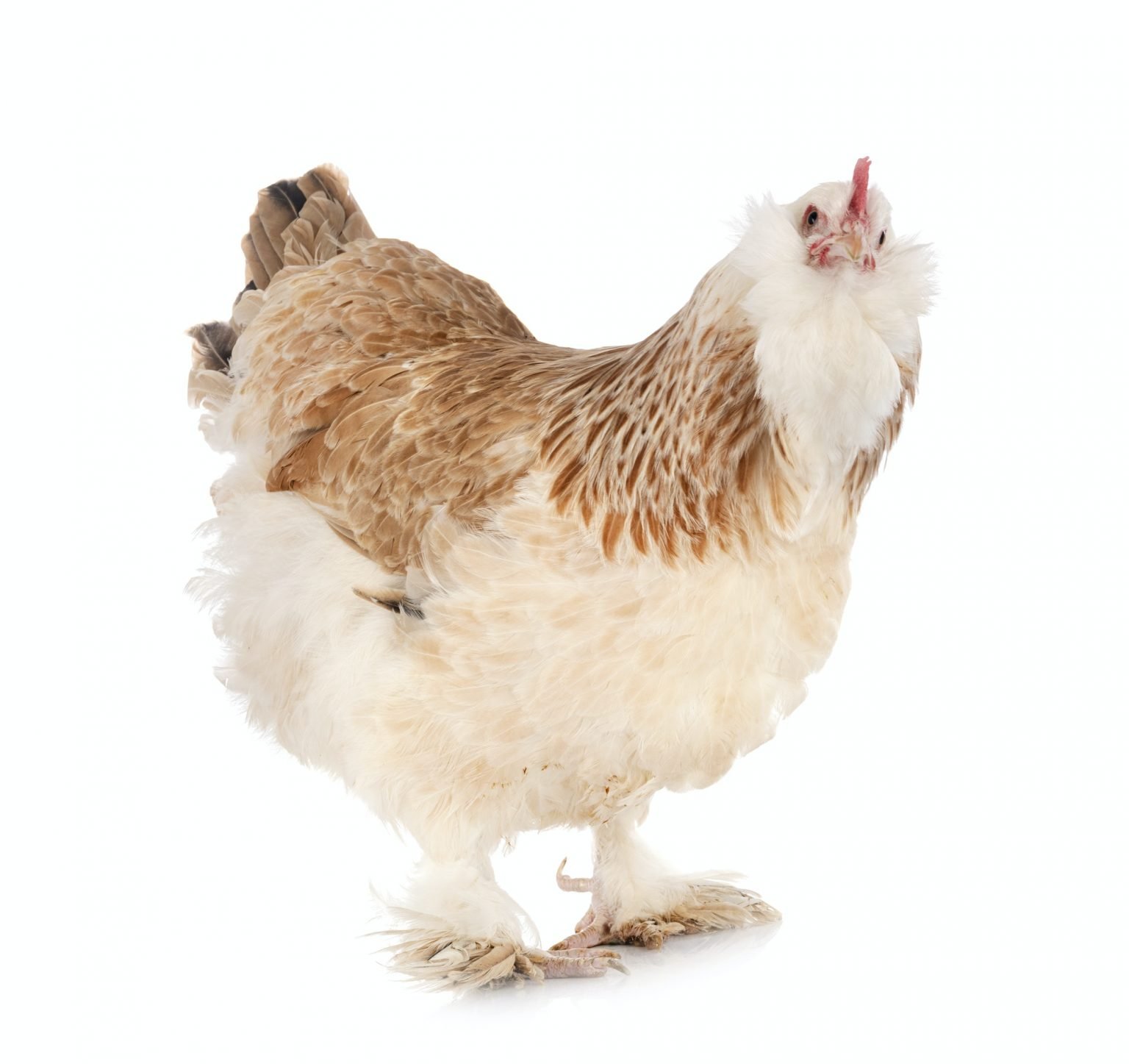 8 Best Breeds of Chickens With Feathered Feet [+ Photos!] - Outdoor ...