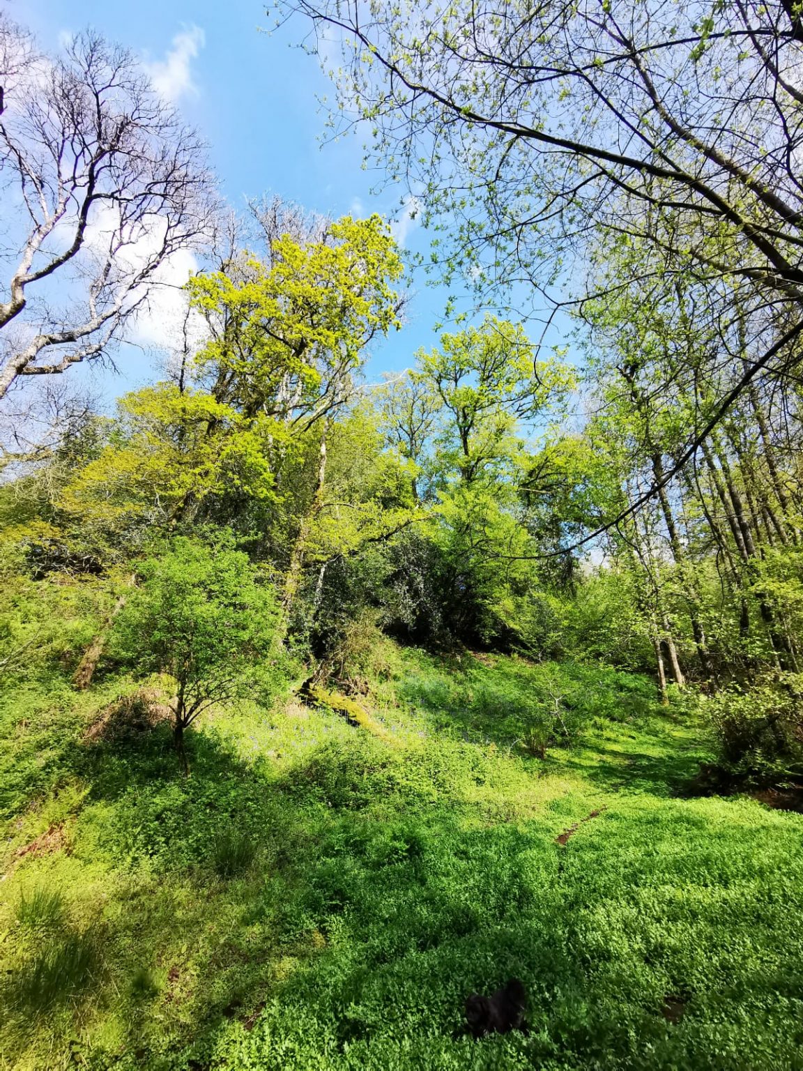 Layers of a Permaculture Food Forest Part 4: Understory and Canopy ...