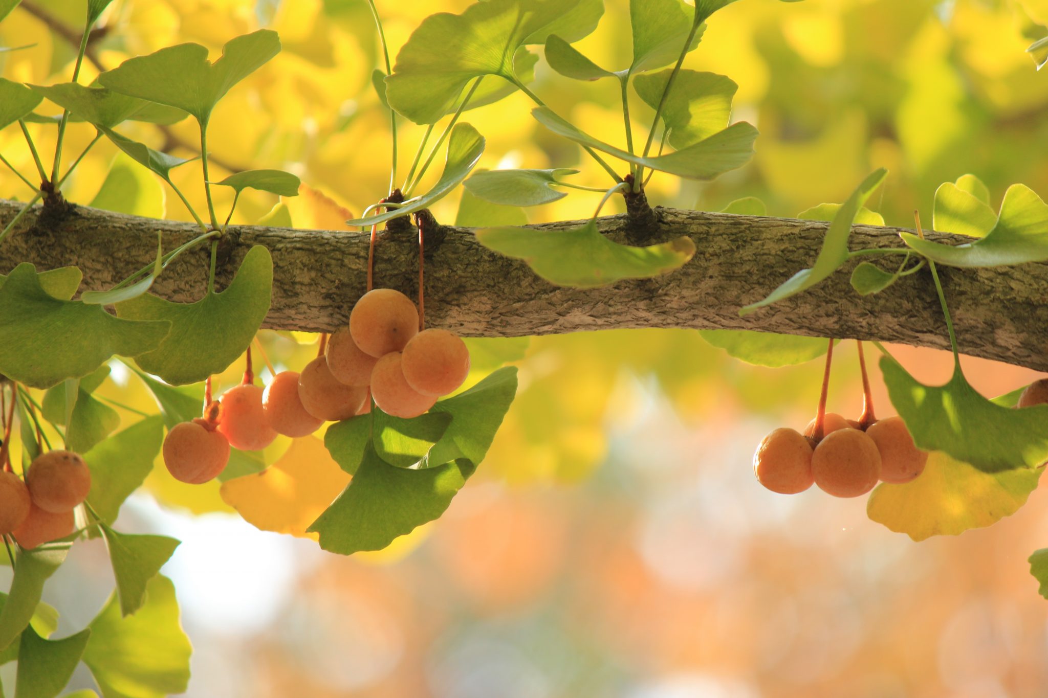 Layers of a Permaculture Food Forest Part 4: Understory and Canopy ...