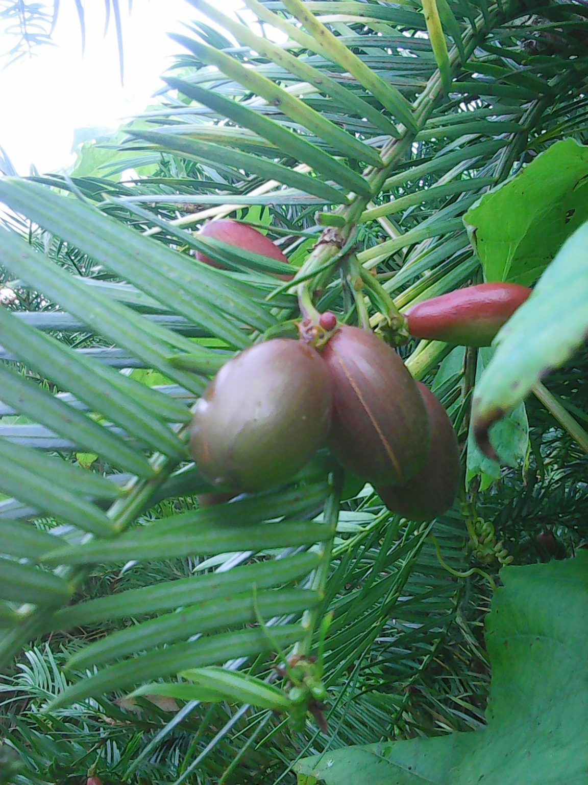 Permaculture Shrubs [Layers of a Food Forest Part 3] - PermiePro!