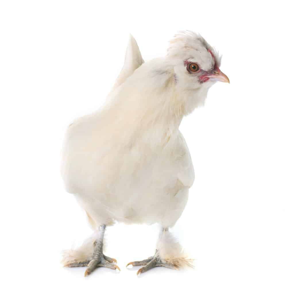 20 Small Chicken Breeds [Your Epic Guide With Pros and Cons!] - Outdoor ...