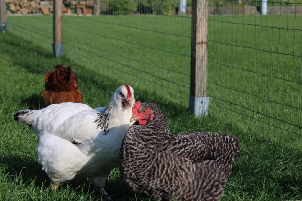Decoding the Americana Chicken | Egg Color, Appearance, and Temperament ...