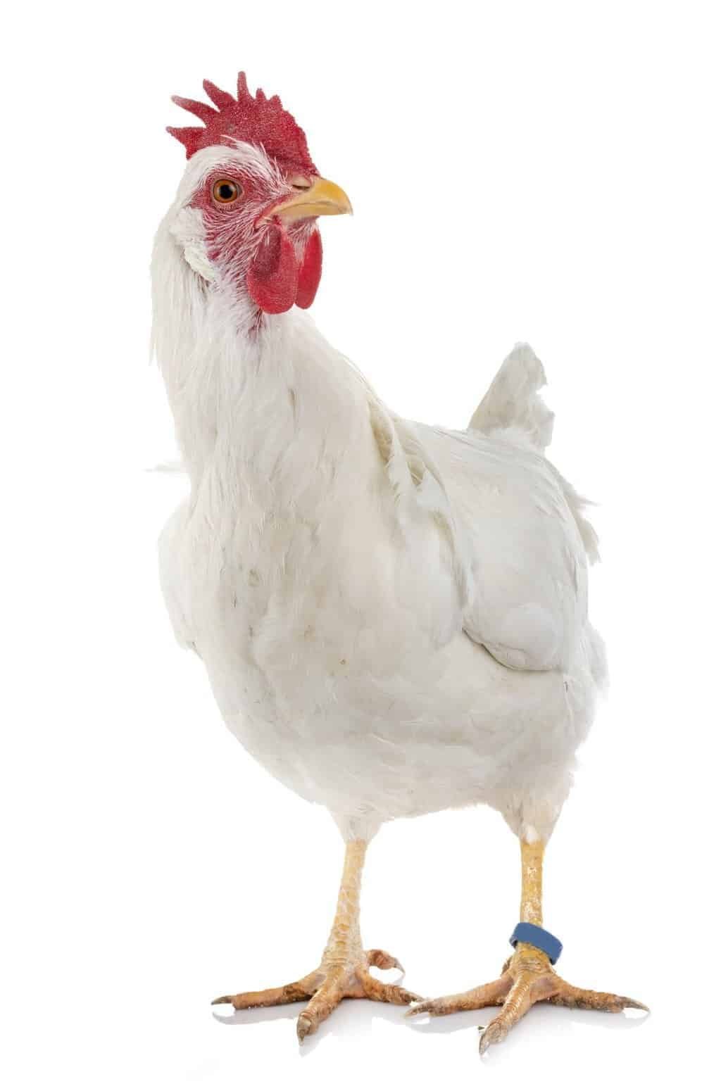 What Chickens Lay White Eggs [White Egg Laying Chickens Top 19 ...