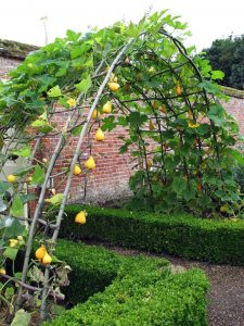 21 DIY Watermelon Trellis Ideas - Grow Watermelons Vertically ...