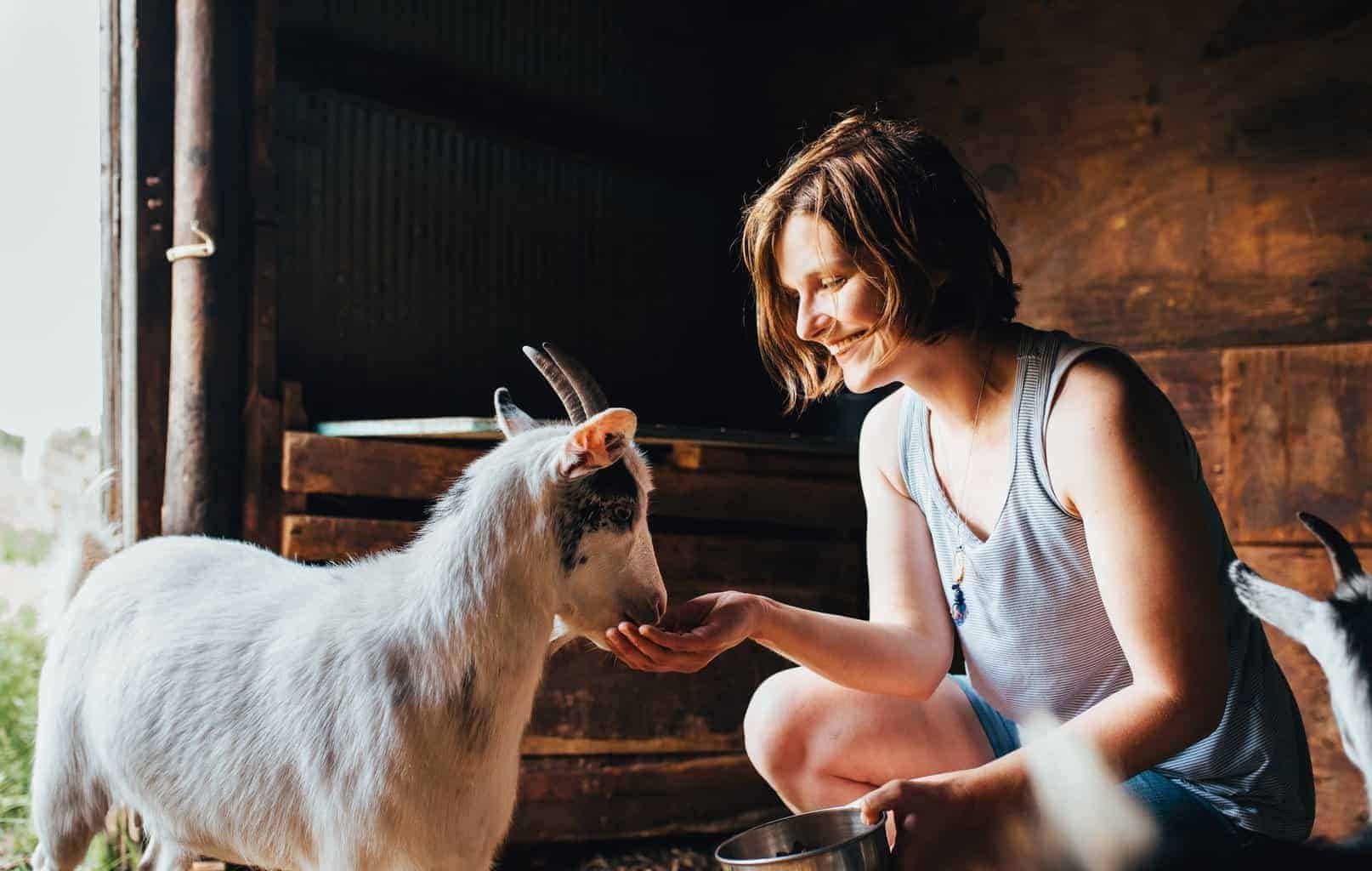 Ram vs Goat - Do You Know How to Tell the Difference? - Outdoor Happens ...