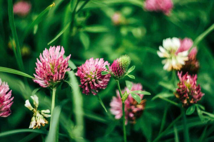 Can Cows Eat Clover? [Clover Forage, Toxicity, and Bloat] - Outdoor Happens