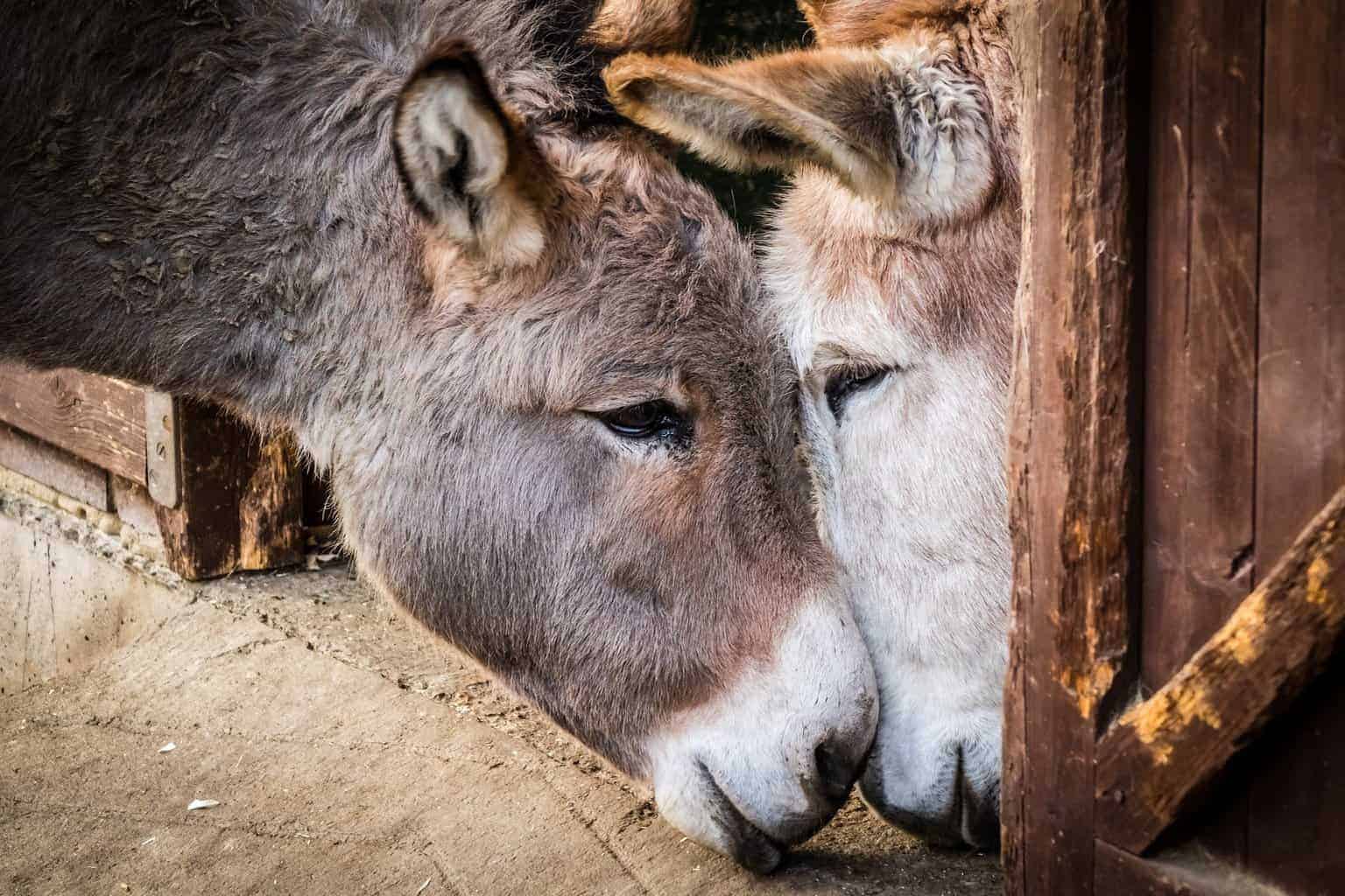 Will You Get A Kick Out Of Raising Donkeys? - Outdoor Happens Homestead