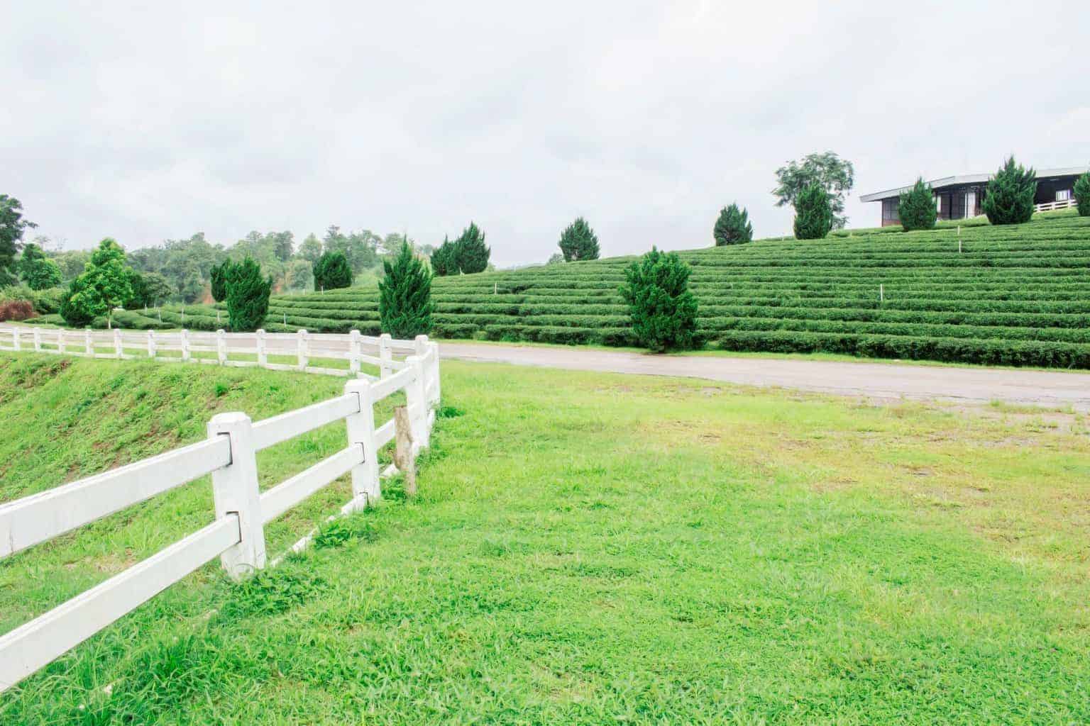 Hydroseeding vs sod vs seed - What's the Best Lawn for You? - Outdoor ...