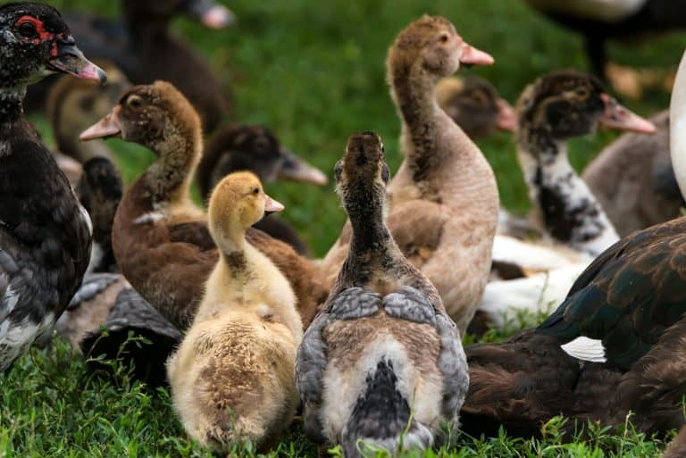 It's Been Ages... When Do Ducks Start Laying Eggs? - Outdoor Happens ...