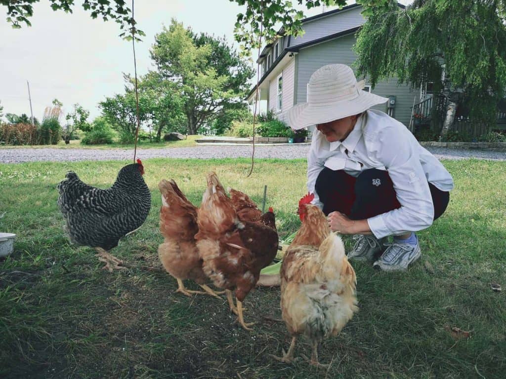 How to Keep Chickens Out of My Yard [9 Ways to Stop a Ruined Garden ...