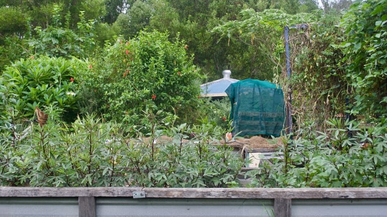 Food Forest Introduction - The Seven Layers of the Forest Garden ...