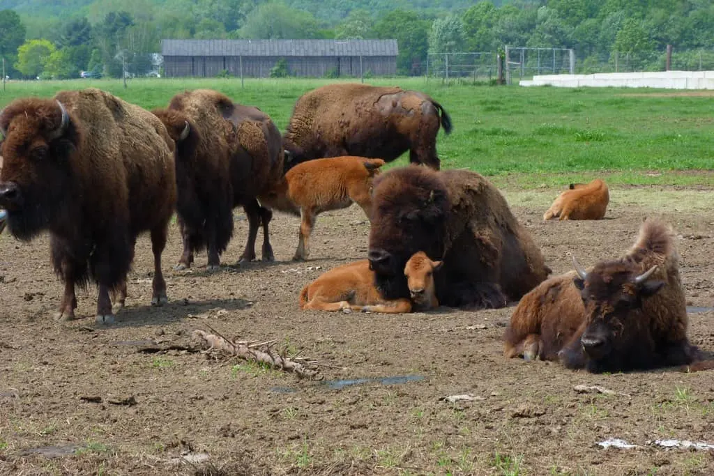 Could Buffalo Be the Next Big Thing for Your Homestead? - Outdoor Happens