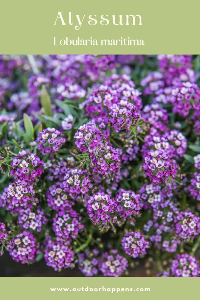 25 Flowering Trailing Plants That’ll Brighten Your Day - Outdoor ...