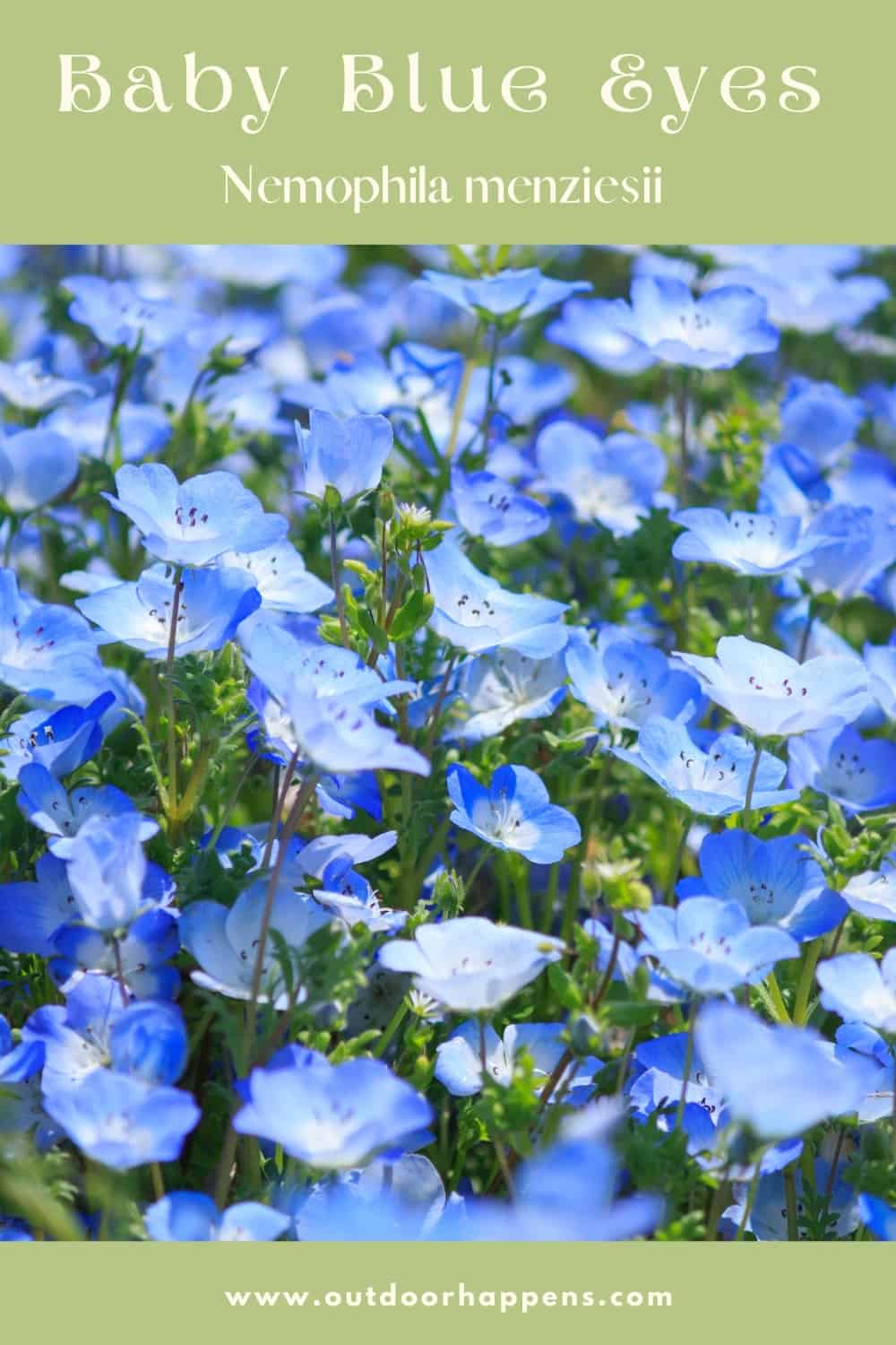 25 Flowering Trailing Plants That’ll Brighten Your Day - Outdoor ...