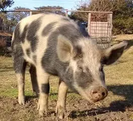 60+ Funny Pig Names That'll Truly Have You in Stitches - Outdoor Happens