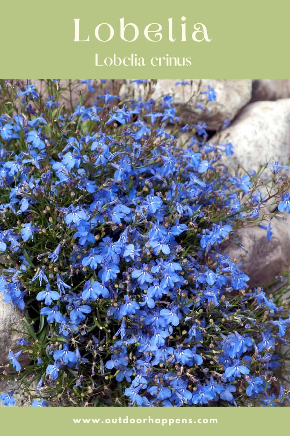 25 Flowering Trailing Plants That’ll Brighten Your Day - Outdoor ...