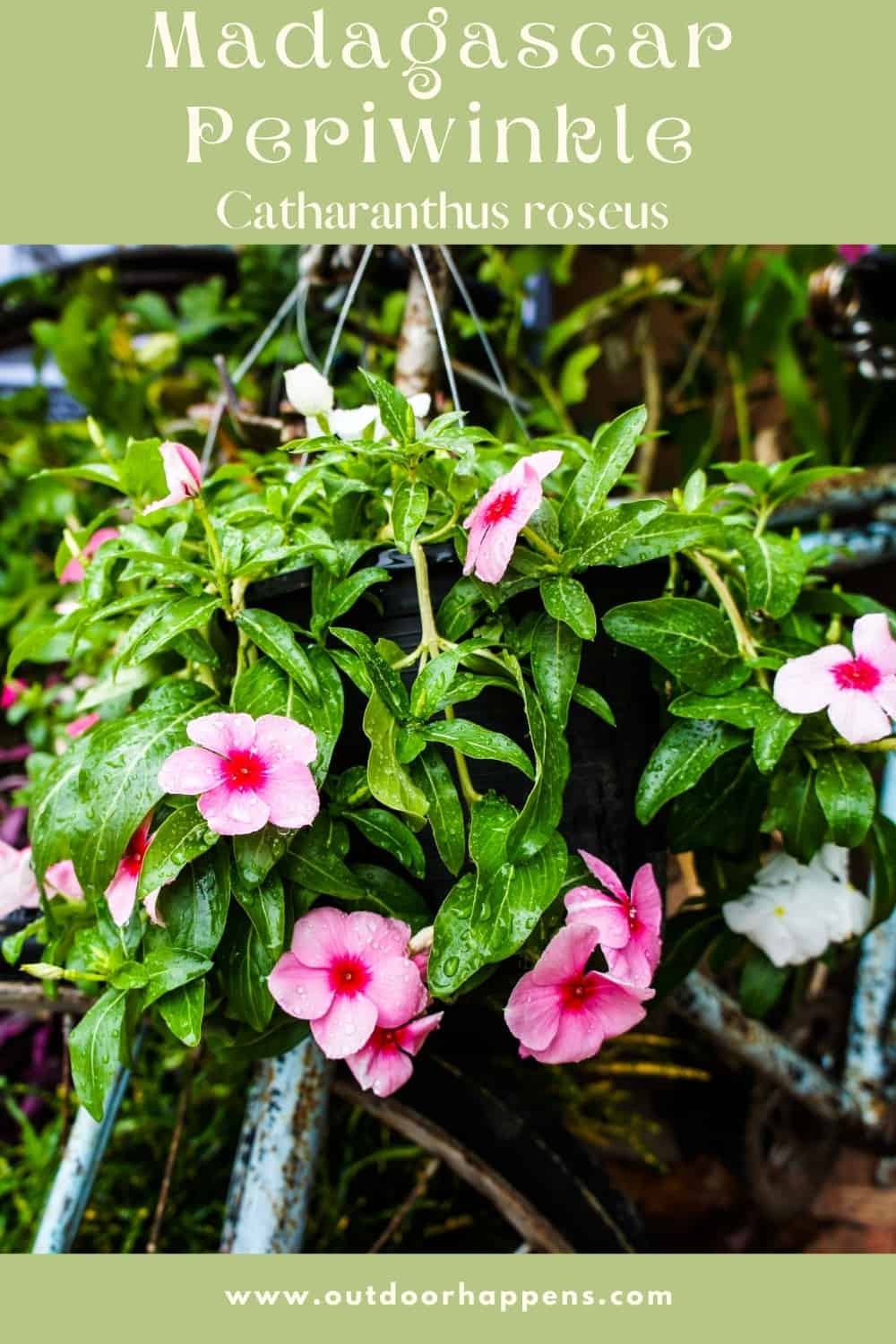 25 Flowering Trailing Plants That’ll Brighten Your Day - Outdoor ...