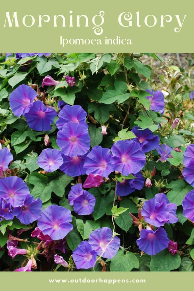 25 Flowering Trailing Plants That’ll Brighten Your Day - Outdoor ...