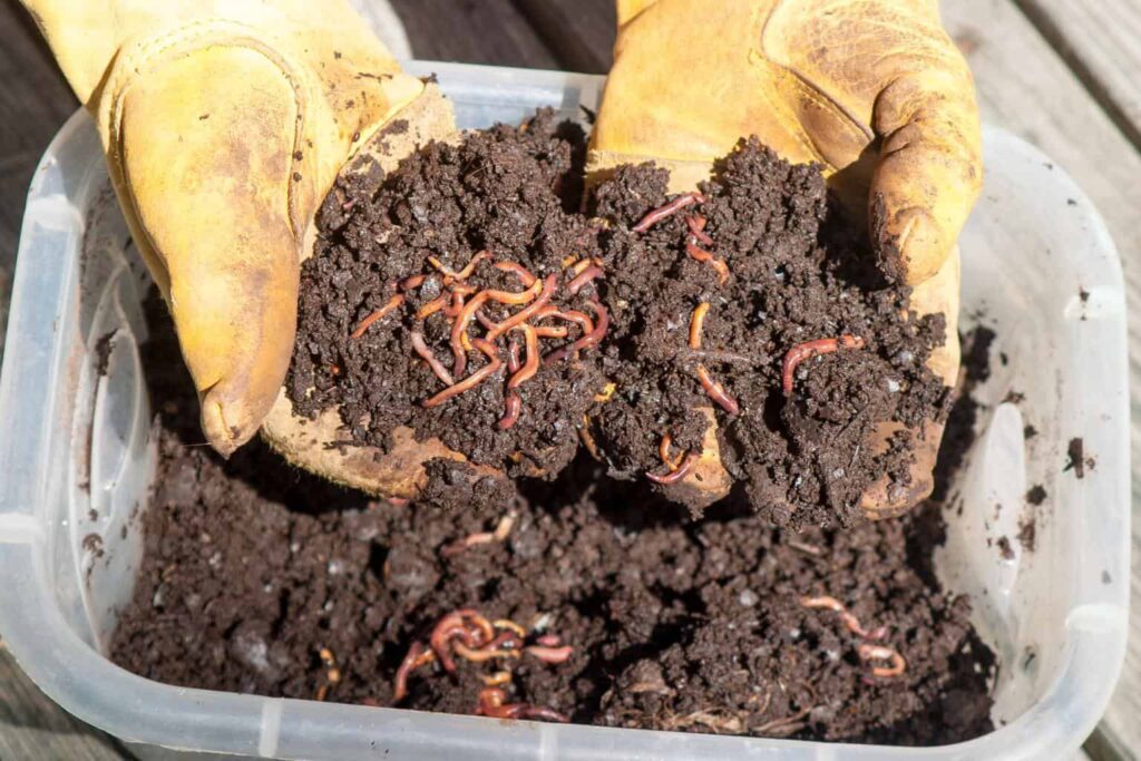 Complete Guide to the Best Worms for Vegetable Garden Success [and ...