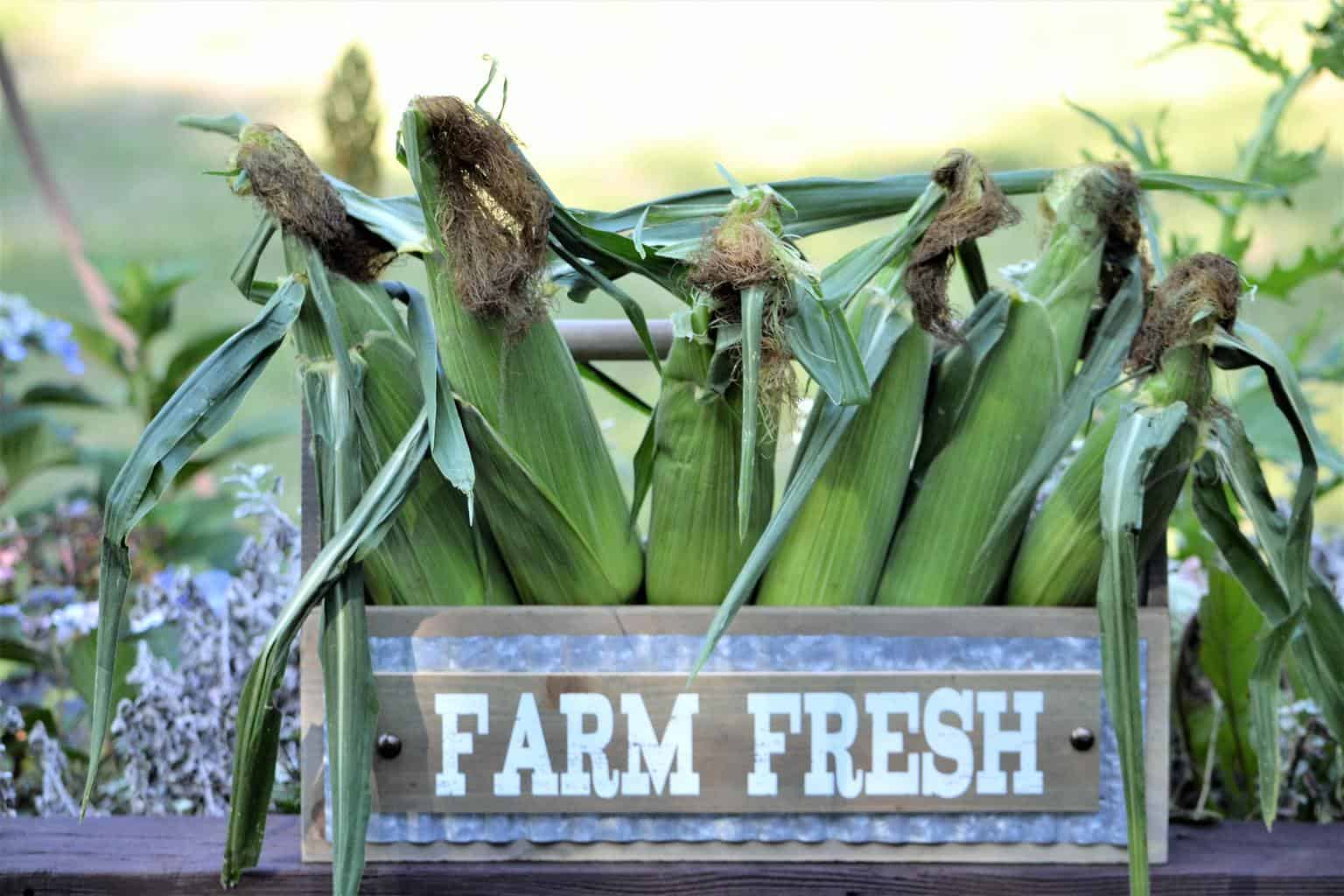 How to Pick the Perfect Ears of Corn From Your Garden - Outdoor Happens ...